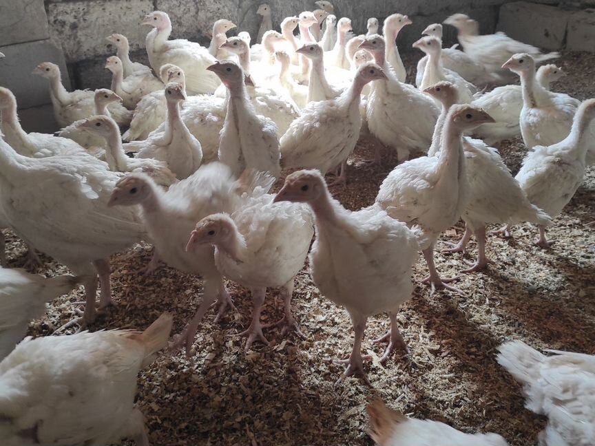 Индюшата подрощенные