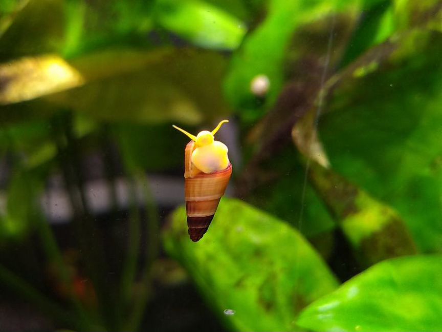 Аквариумная улитка - тиломелания