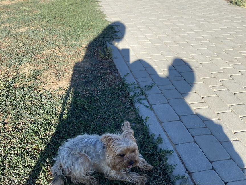 Собака в добрые руки