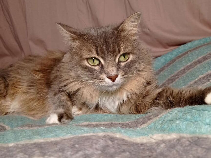 Кошки