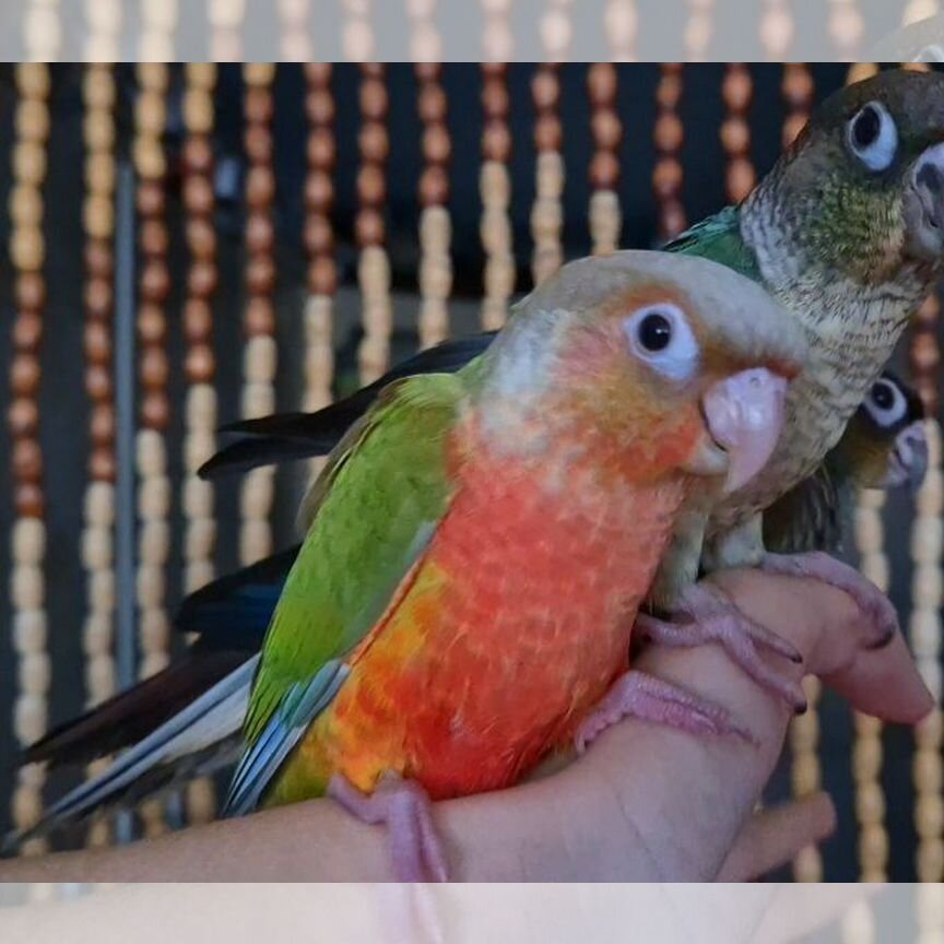 Попугай пиррура выкормыш ручной