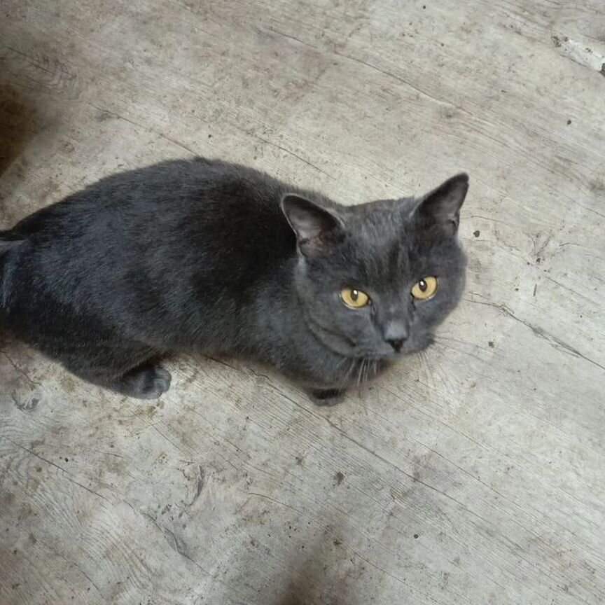 Котик с фронта