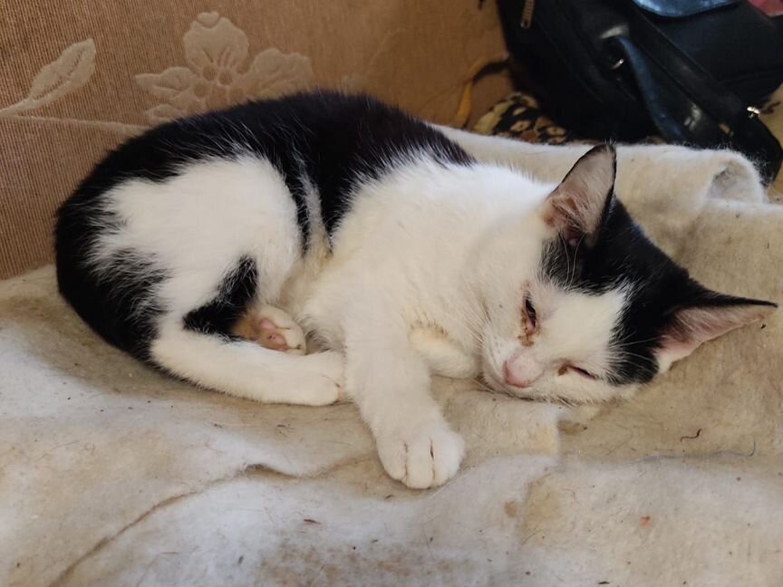 Кошки в добрые руки