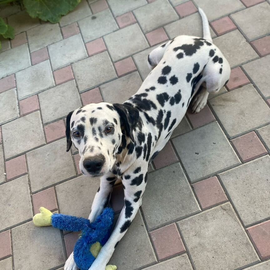 Мальчик долматинец на вязку