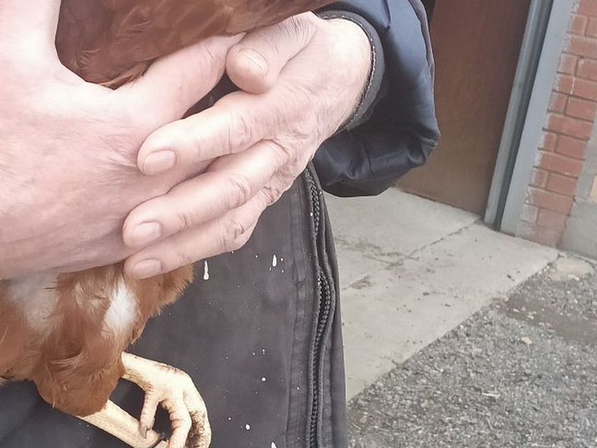 Куры молодки несушки