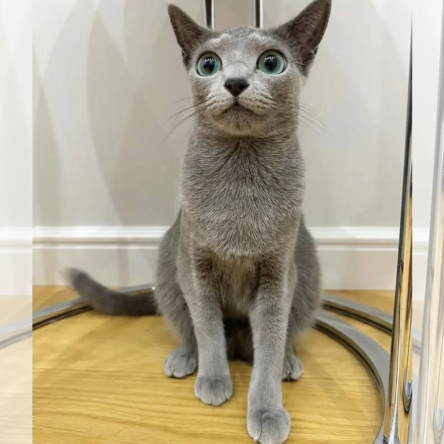 Русская голубая, взрослая кошка