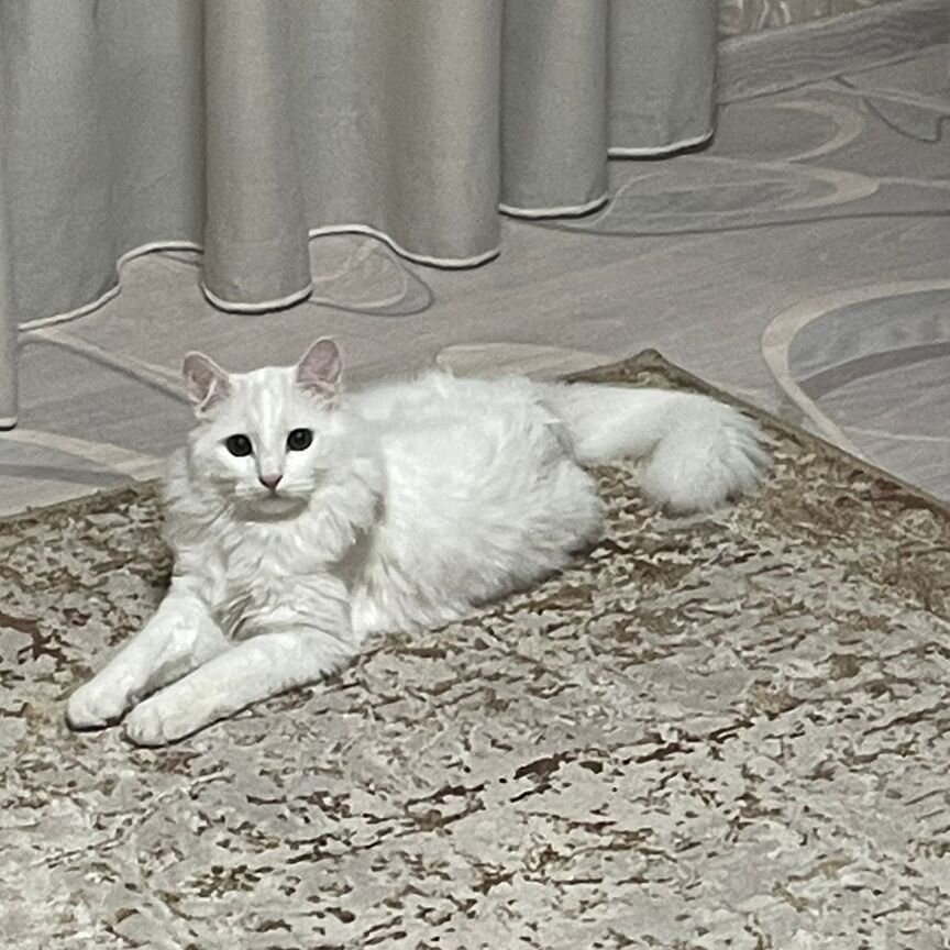 Отдам котика в добрые руки