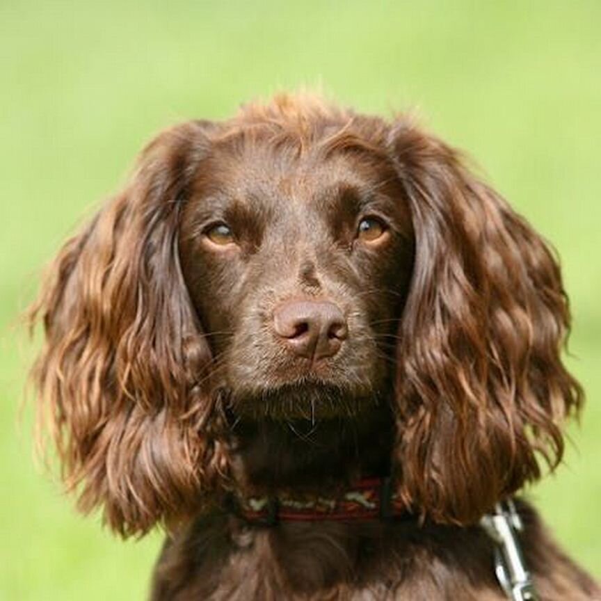 Русский спаниель