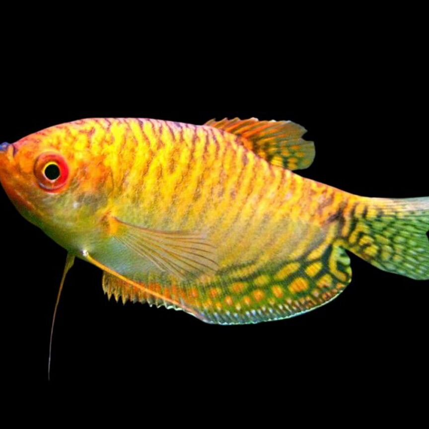 Гурами золотой