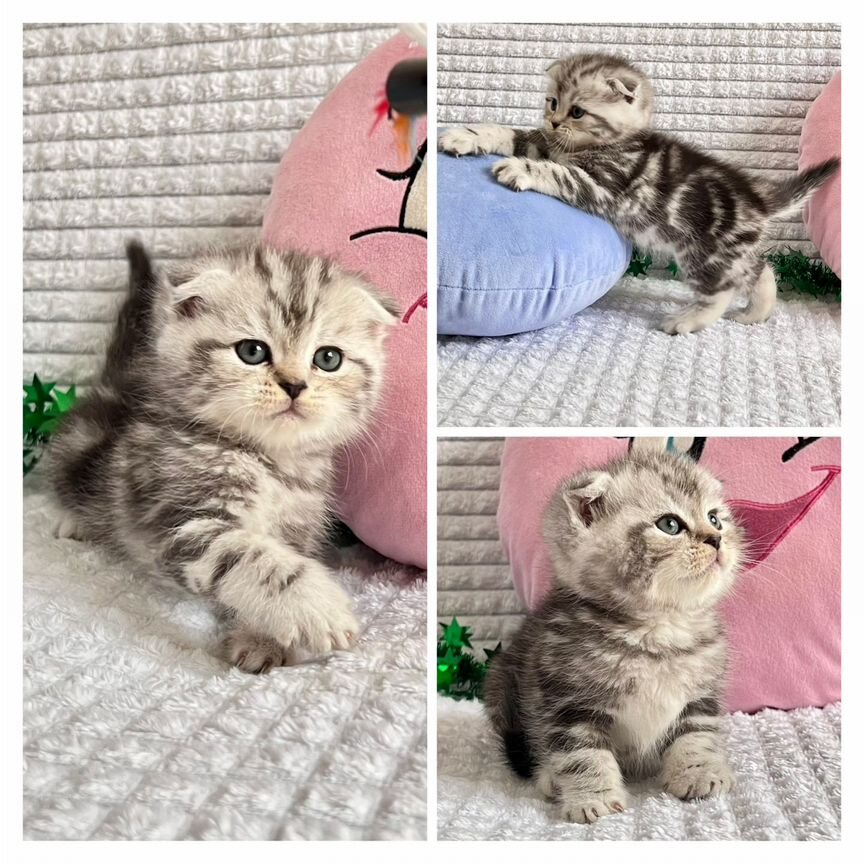 Шотландские вислокхие и прямоухие котята