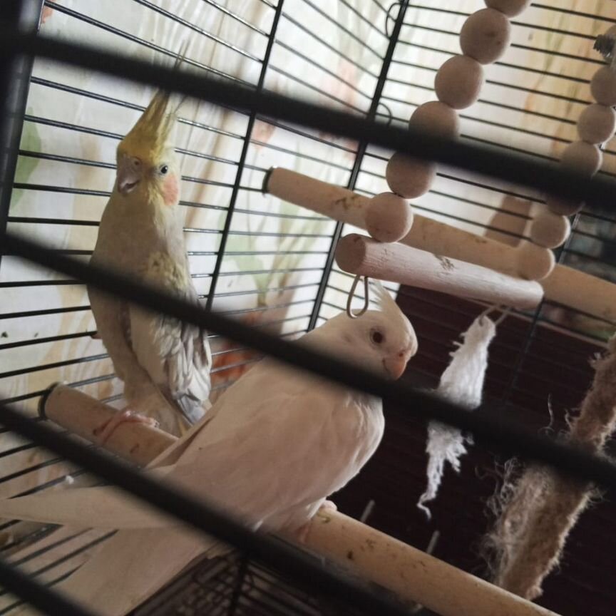 Попугай корелла