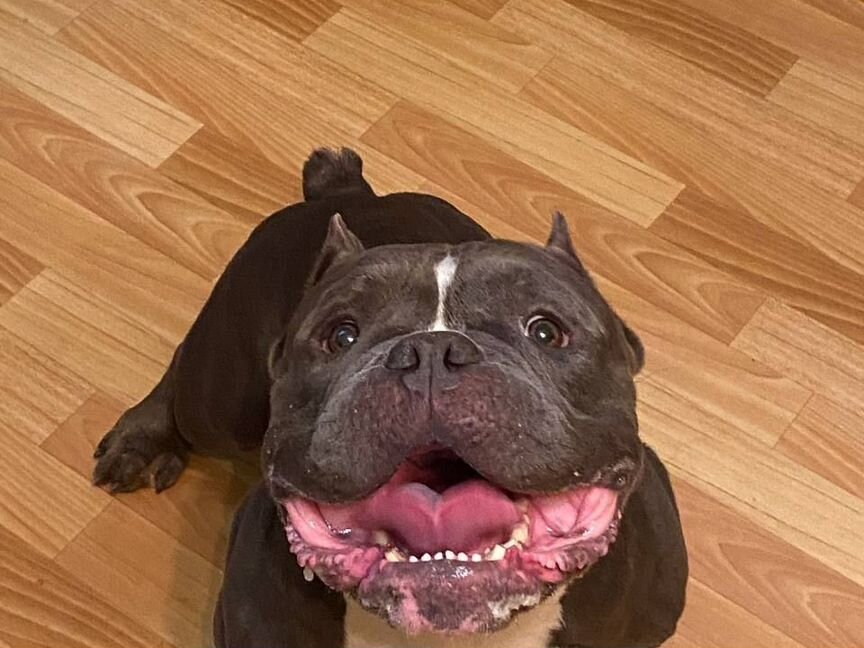 Вязка собак американский буль