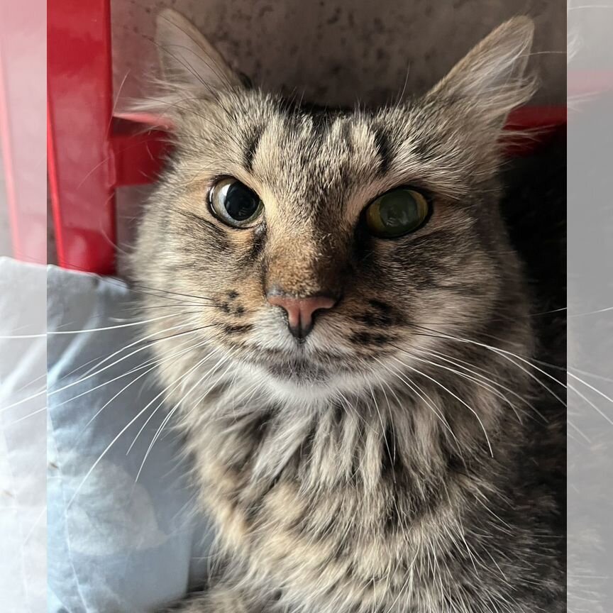 Взрослая кошка в добрые руки