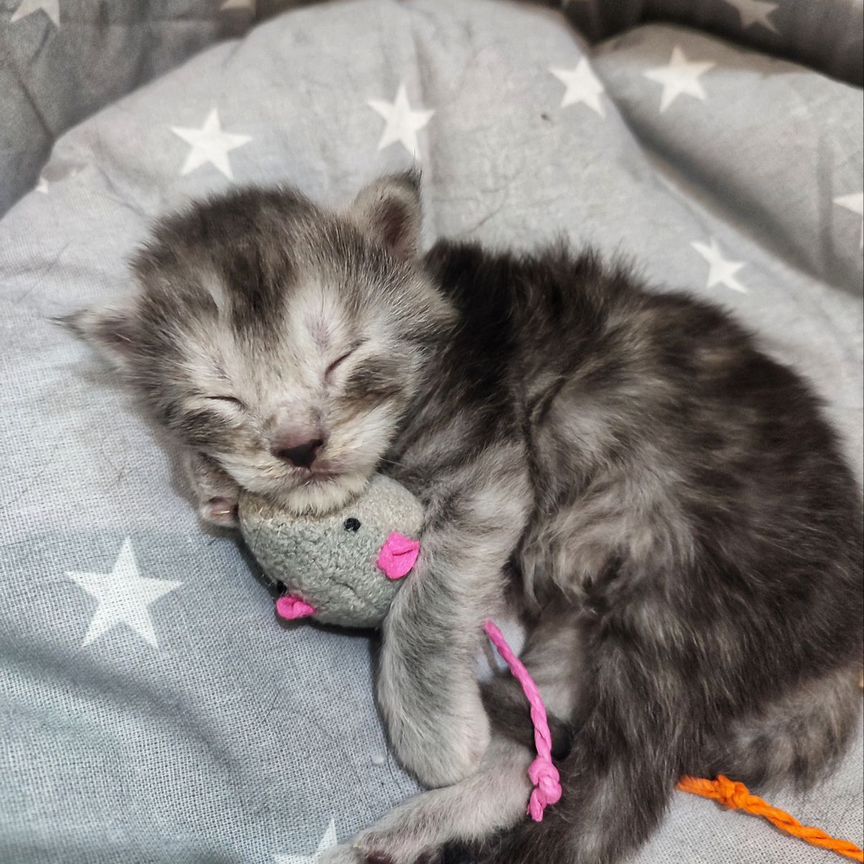 Котята мейн-кун