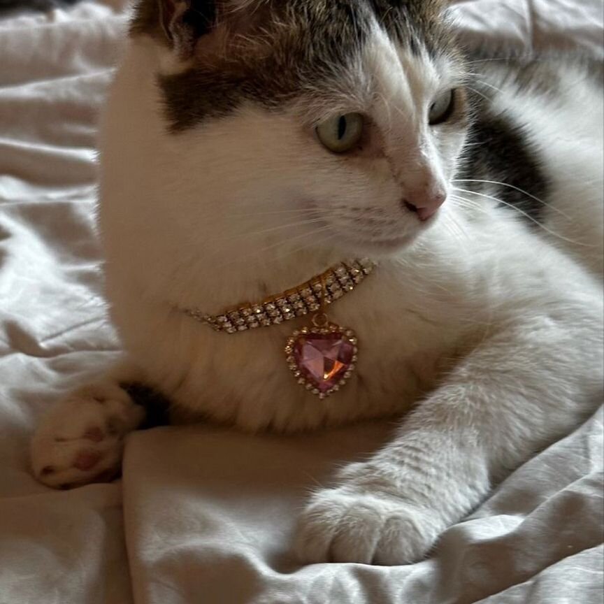 Кошка молодая