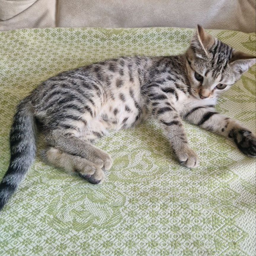 Котёнок ищет дом