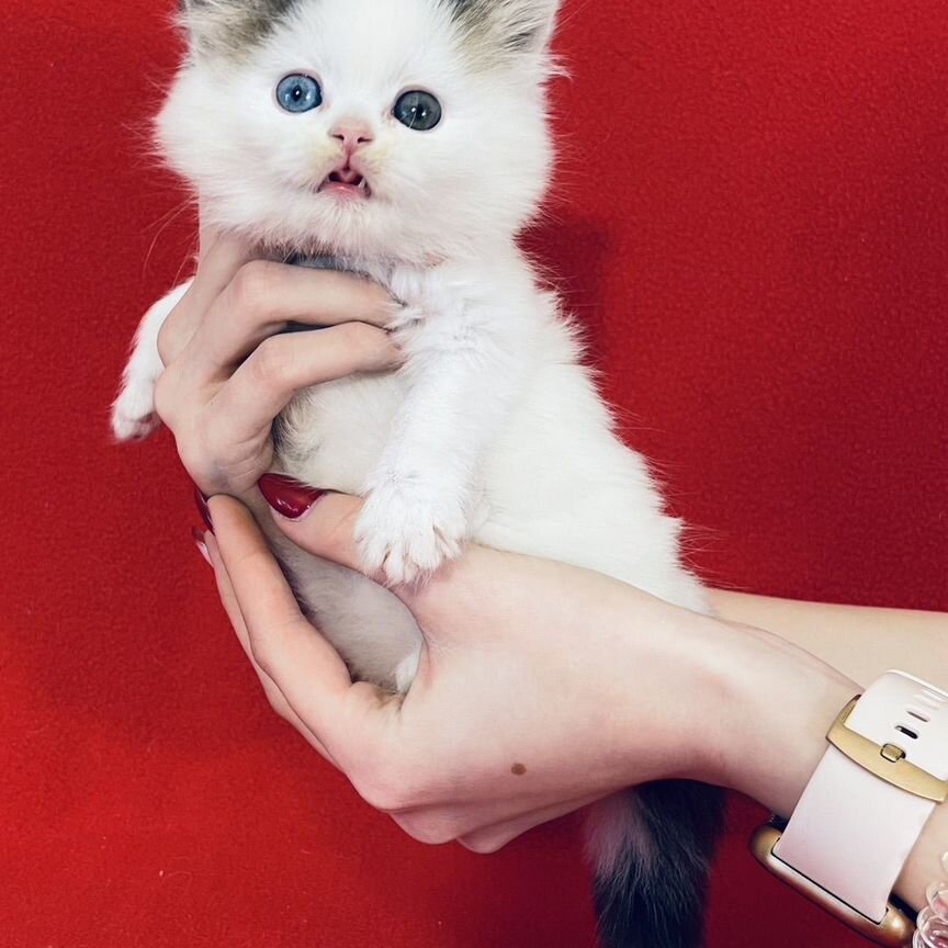 Шотландский разноглазый котёнок