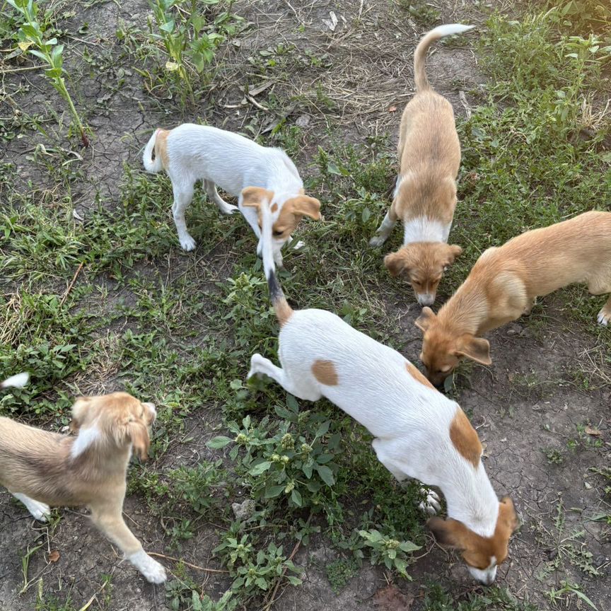Щенки