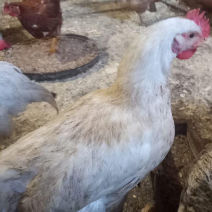 Молодые петухи