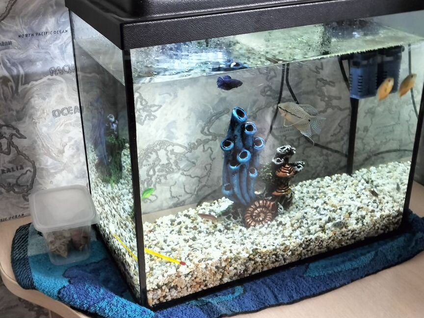 Аквариум с рыбками