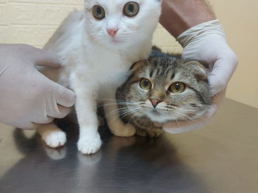 Отдам в добрые руки