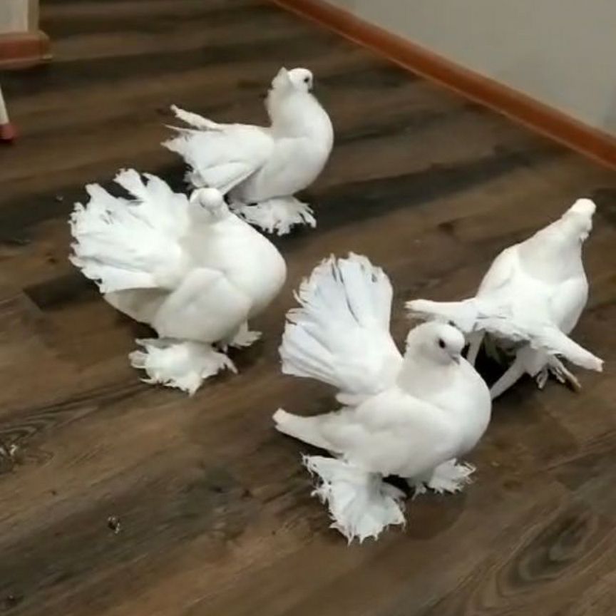 Статные голуби