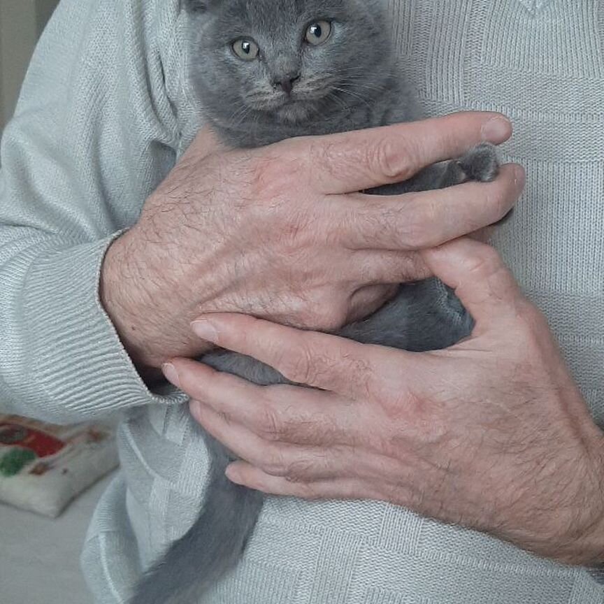 Котенок, мальчик, 2 месяца