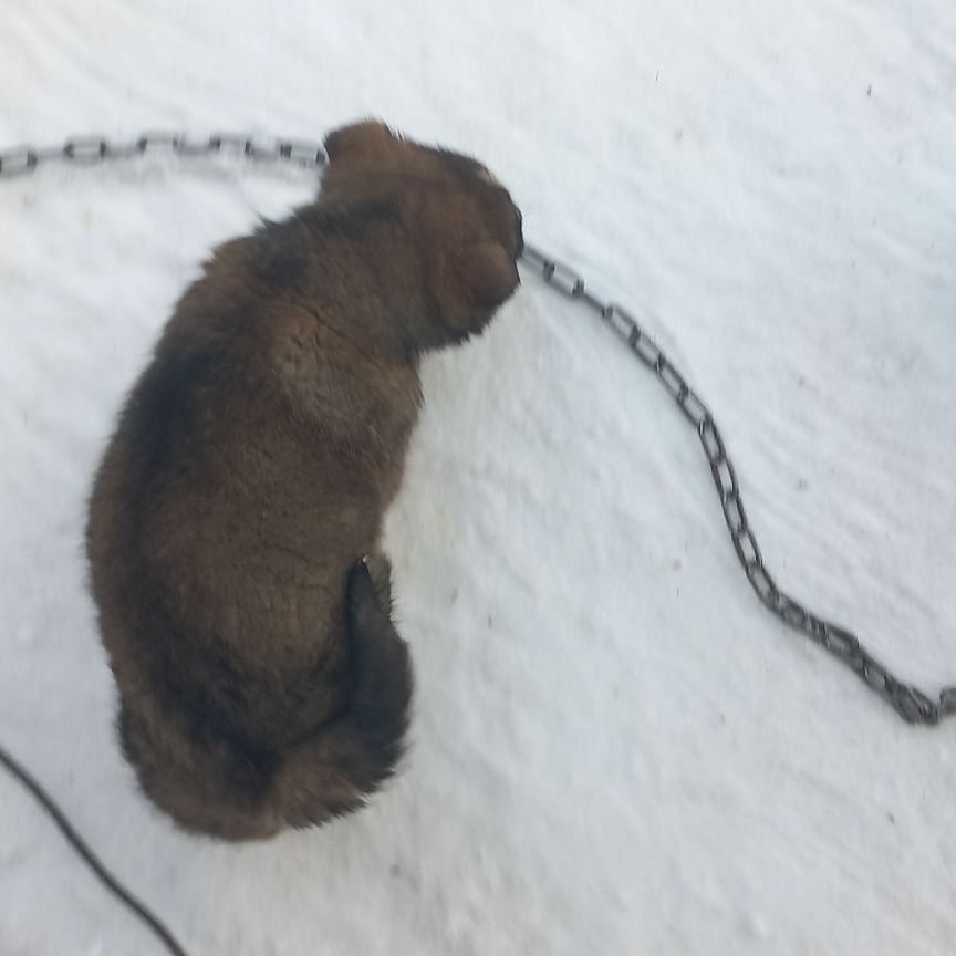 Щенок девочка, родилась 15 ноября, дворняга