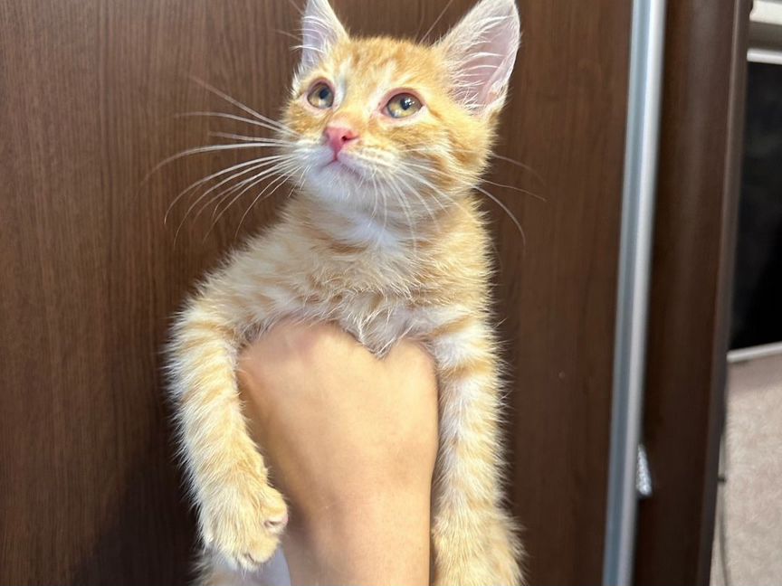 Рыжий мальчуган