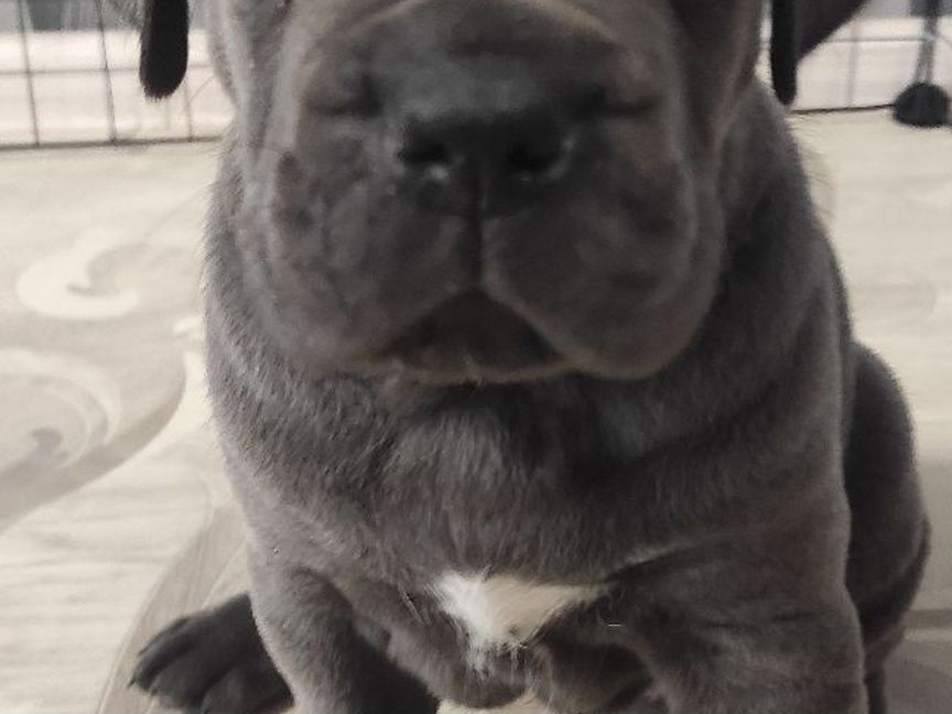 Щенки кане Корсо