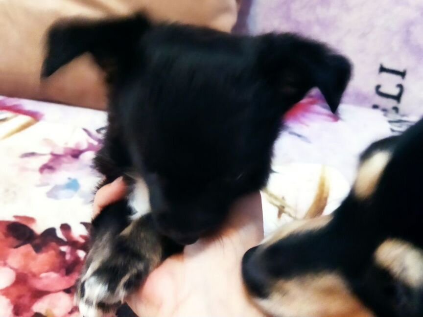 Метис пинчера