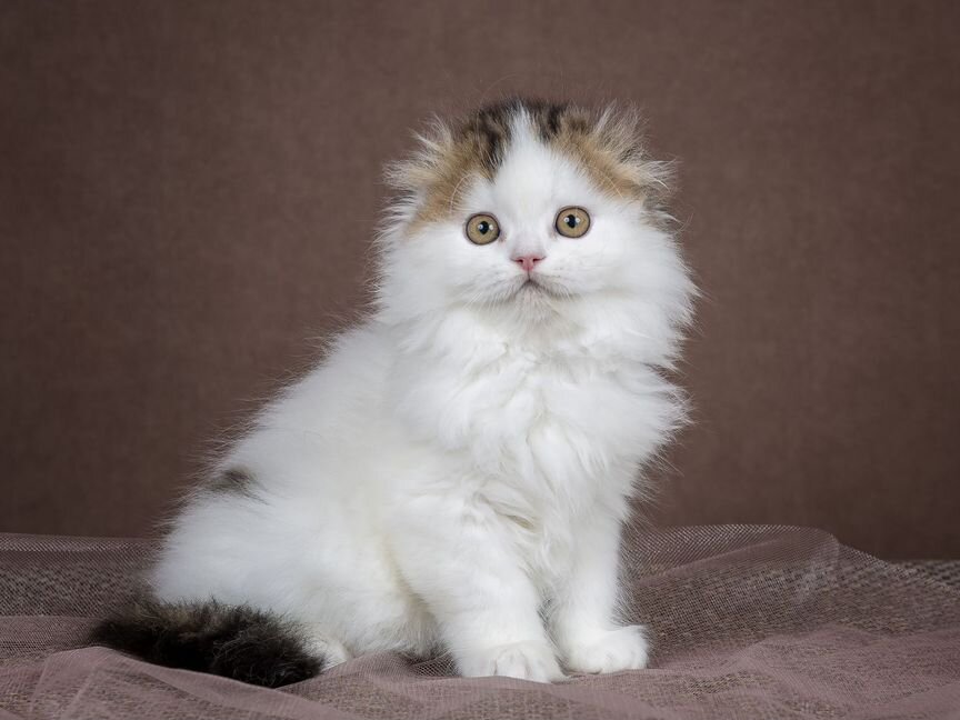 Кошки породистые