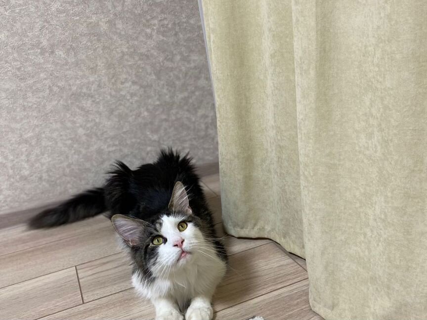 Вязка с котом мейн-кун