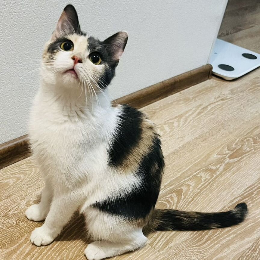 Кошечка из приюта