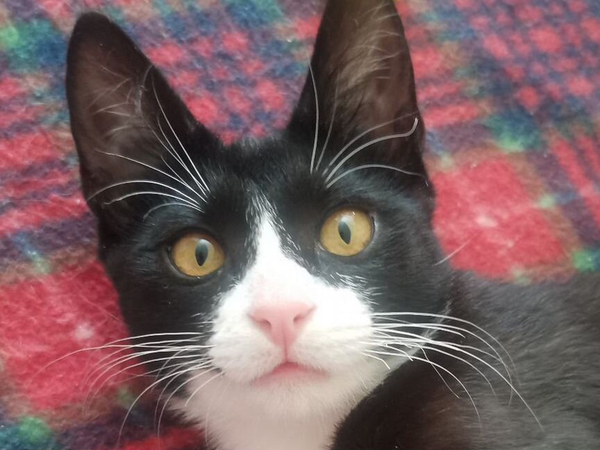 Котёнок черно белый