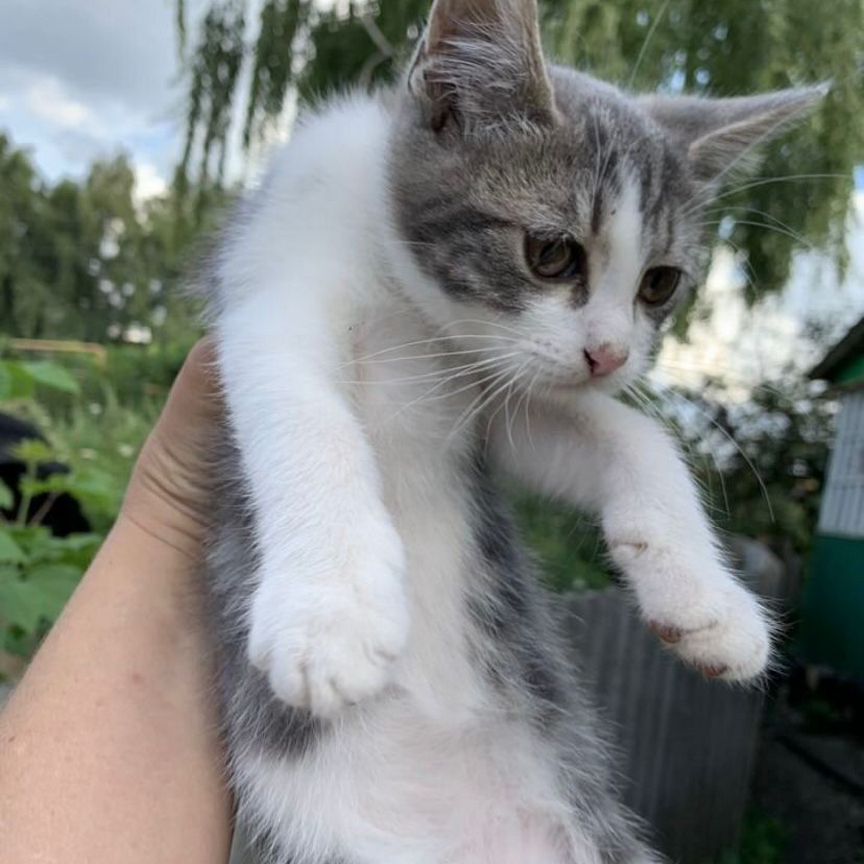 Отдам котят в добрые руки