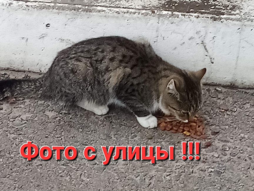 Кошка Сима. Стерилизована. Коротколапик