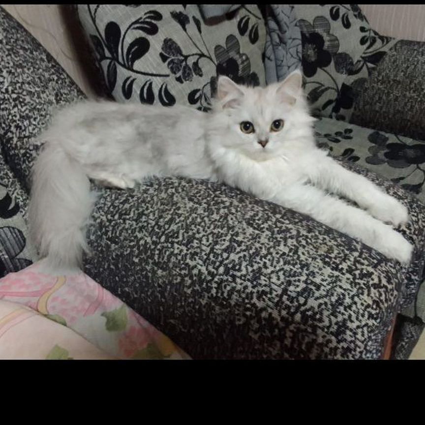 Кошка британская шиншилла