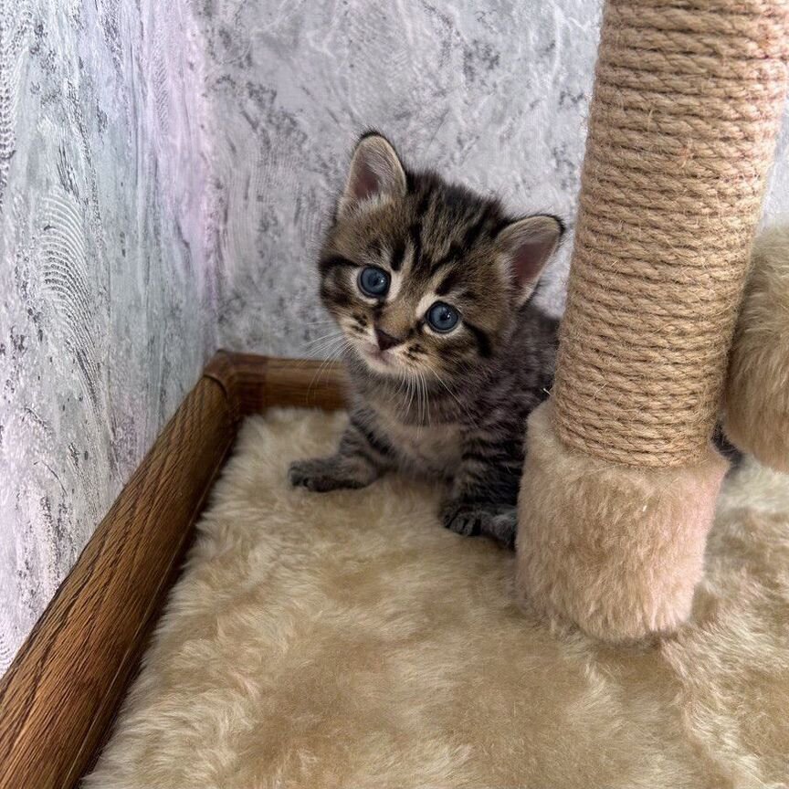 Котята 1,5 месяца