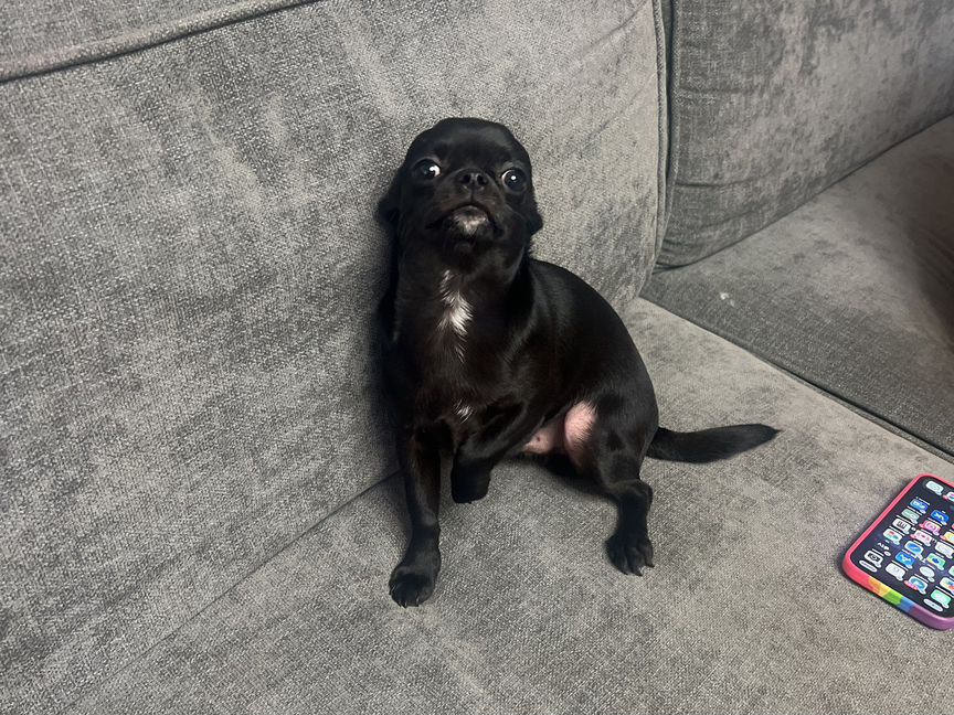 Случка собак