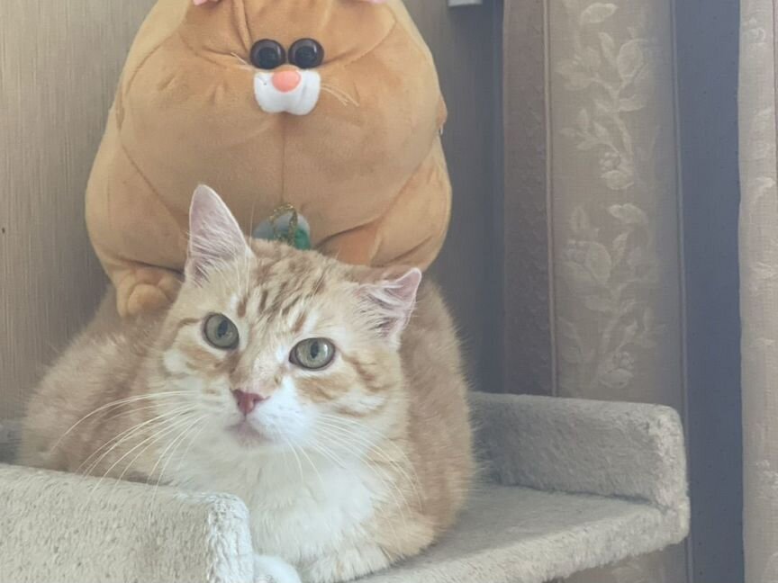 Очаровательная мудрая кошка