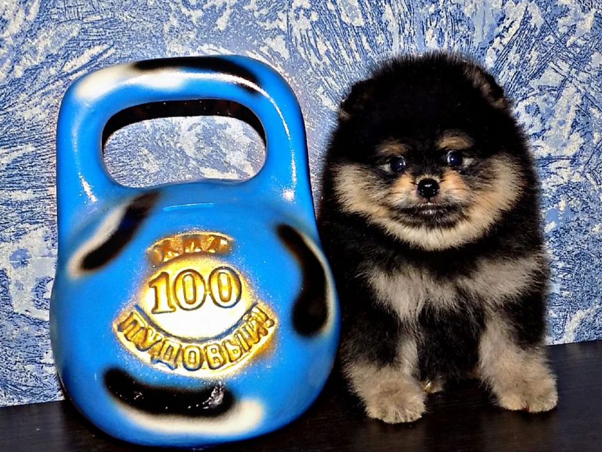 Померанский шпиц