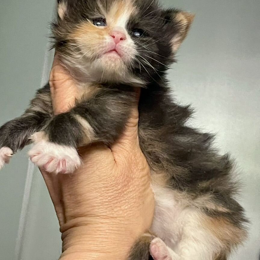 Мейн кун котята