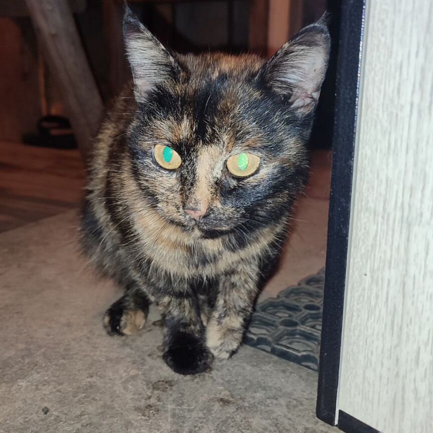 Взрослая кошка в добрые руки