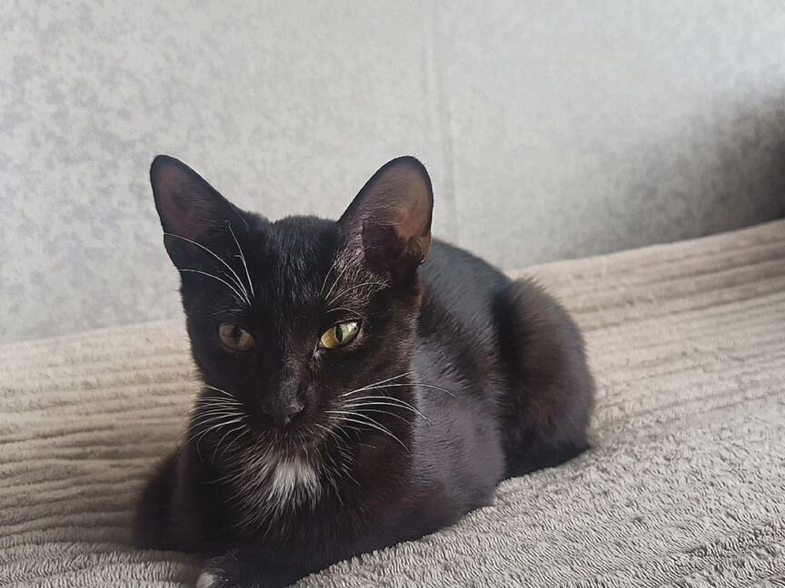 Ориентал котёнок