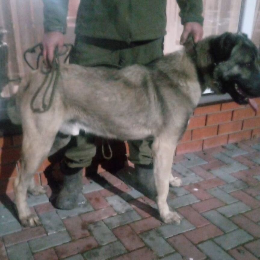 Кангал, щенок