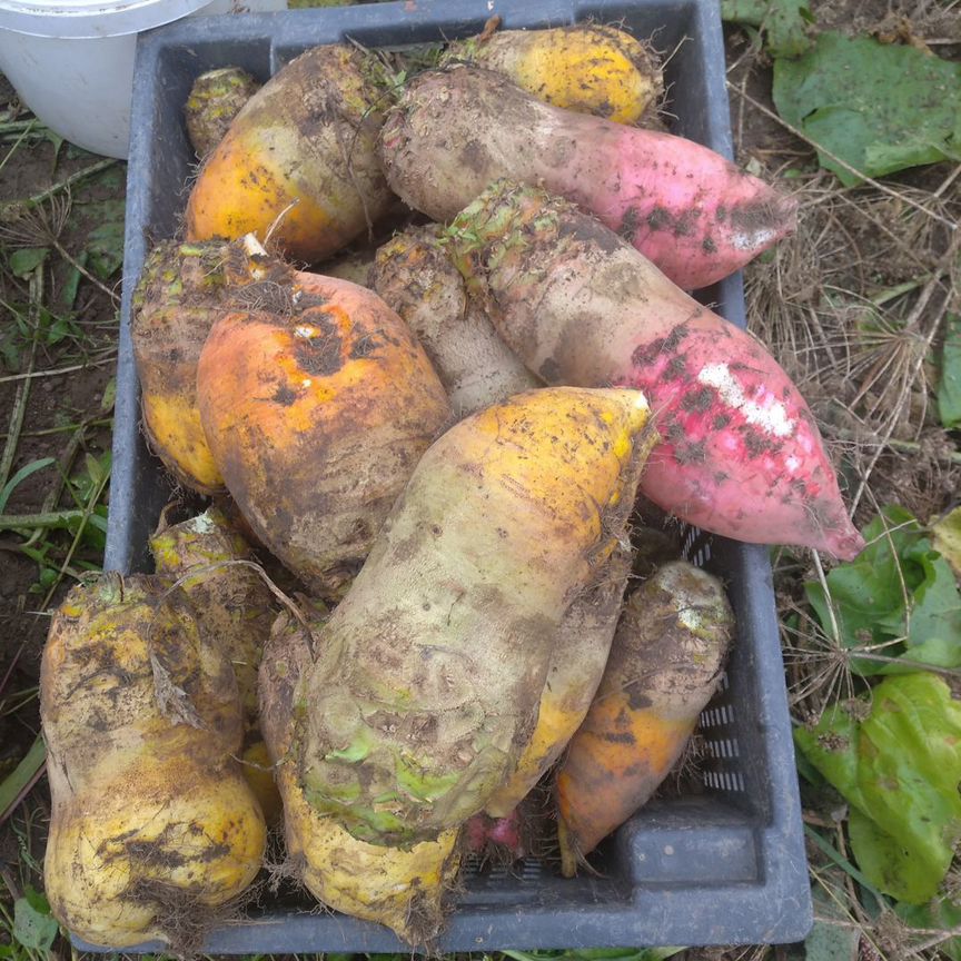 Свекла кормовая