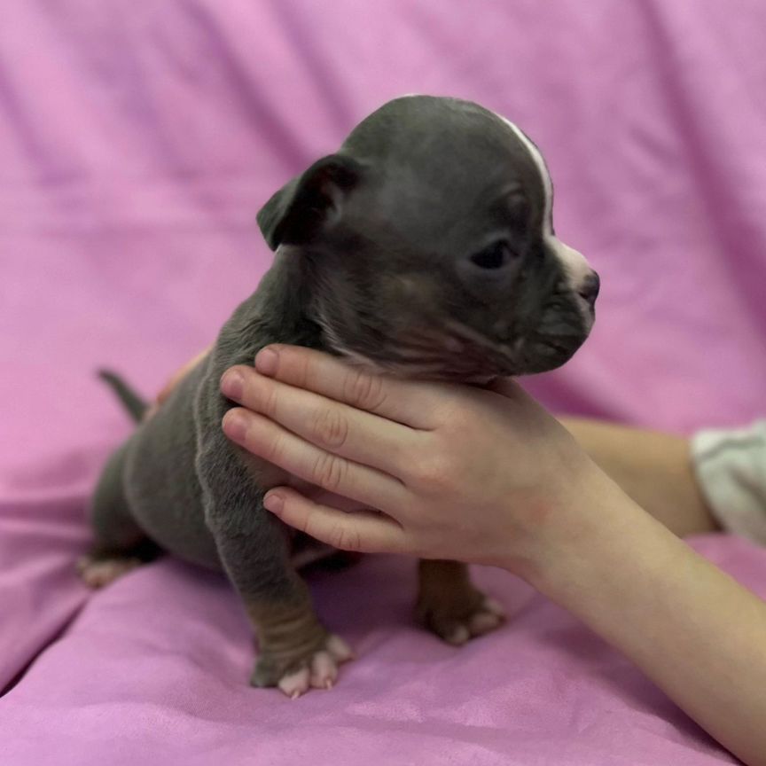 Американский булли девочки в экстрим. типе