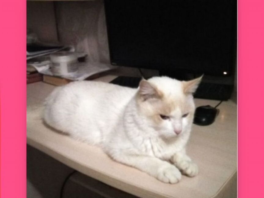 Экзотическая кошка