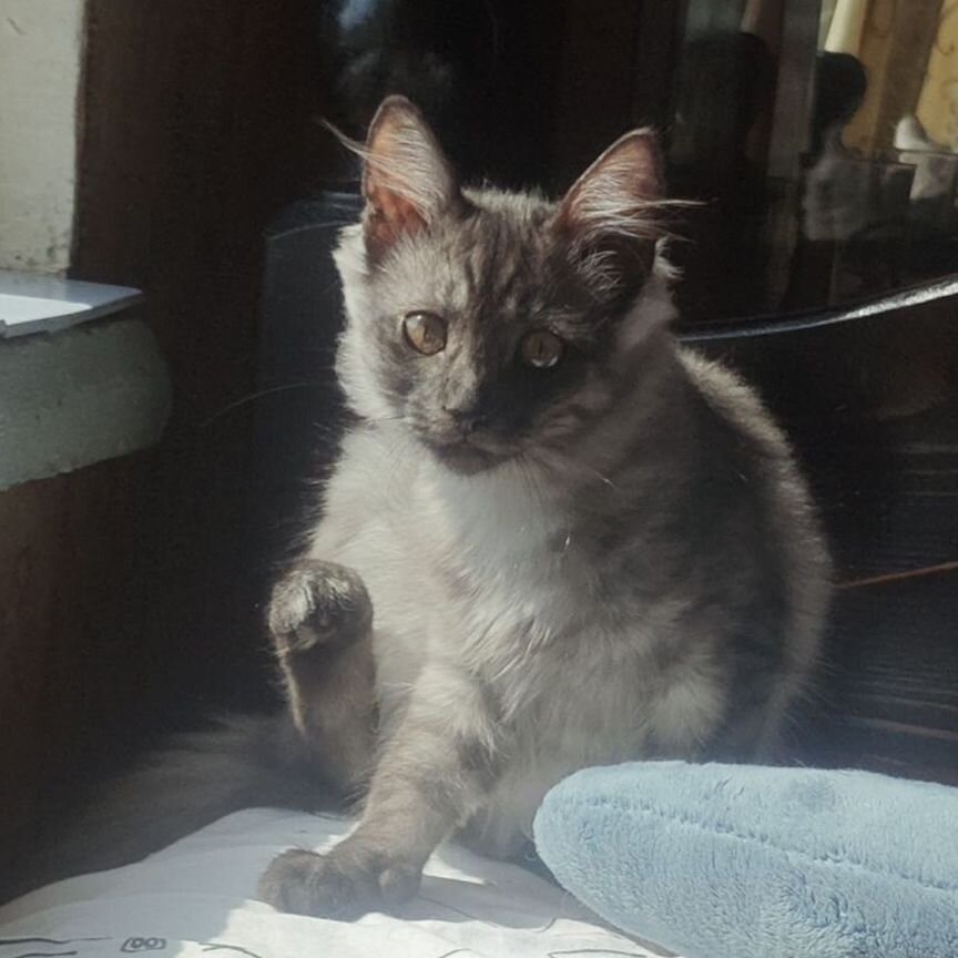 Отдам котят